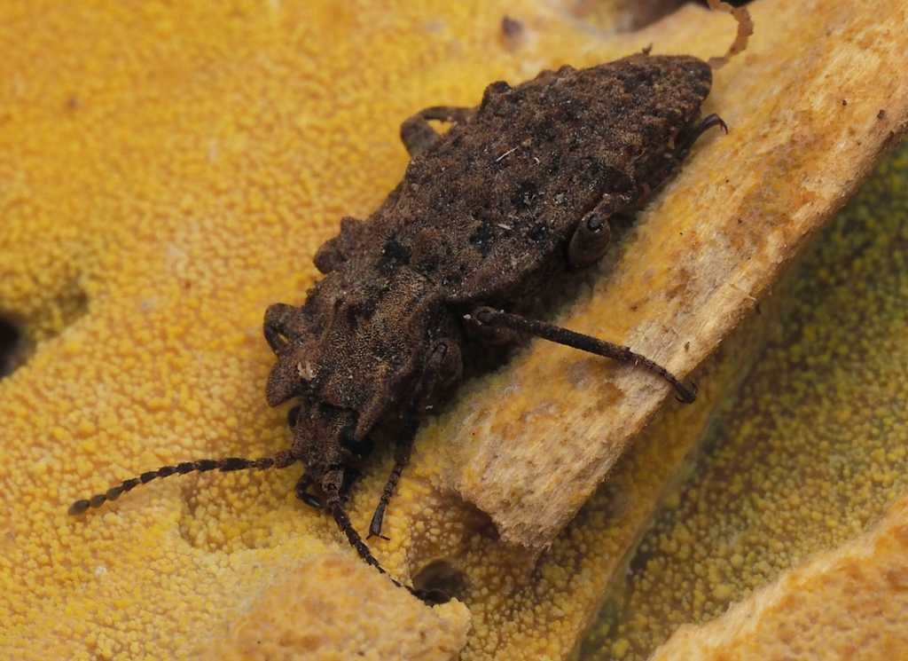 Syrphetodes marginatus from Oropi 3173, New Zealand on February 05 ...