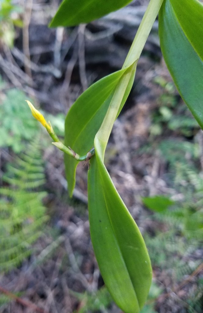 Night Scented Orchid in July 2019 by Joe MDO · iNaturalist