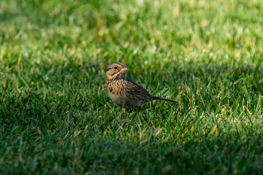 Lincoln's Sparrow from San Joaquin Marsh, Irvine, CA 92612, USA on ...