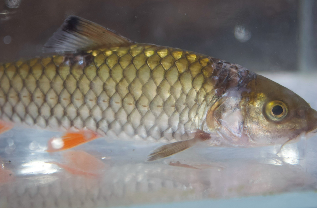 Spinibarbus caldwelli from 秋口镇汪村街65号丛溪漂流, 上饶市, 江西省, CN on February 05 ...