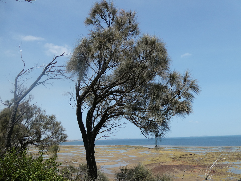 Drooping She-oak from Corinella VIC 3984, Australia on February 5, 2025 ...