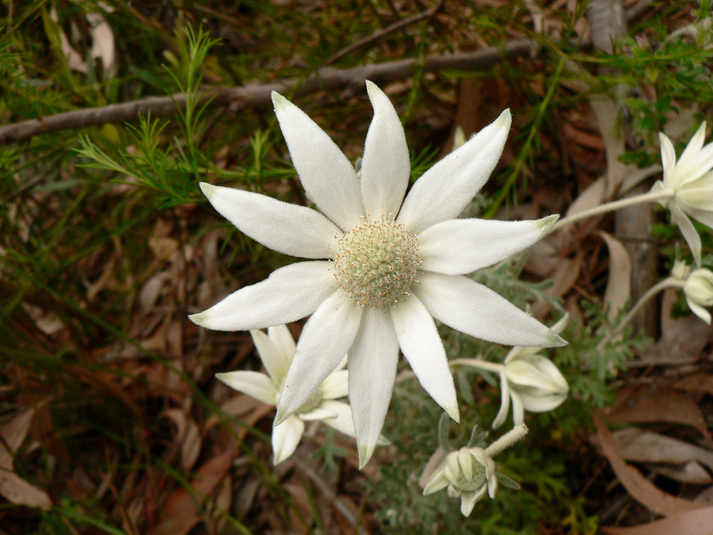 Flannel Flower from Morgan Rd, Oxford Falls NSW 2099, Australia on ...