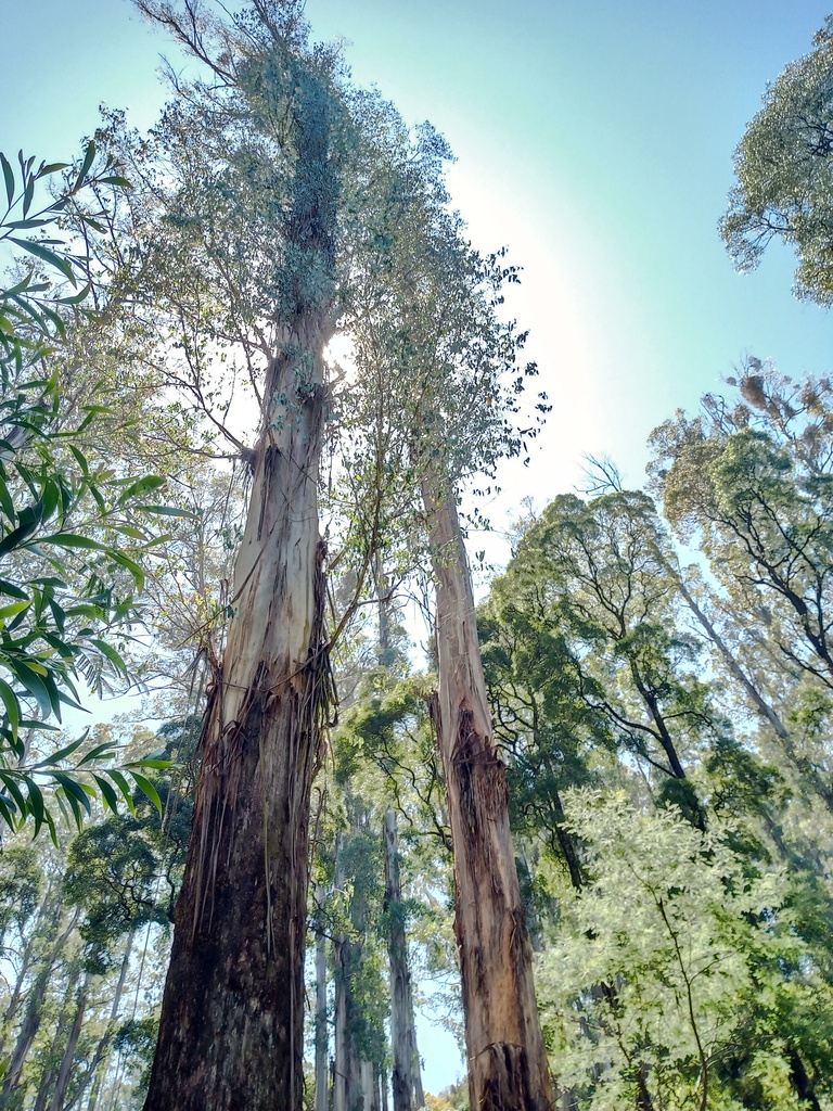 Australian Mountain Ash from Melbourne VIC, Australia on February 1 ...