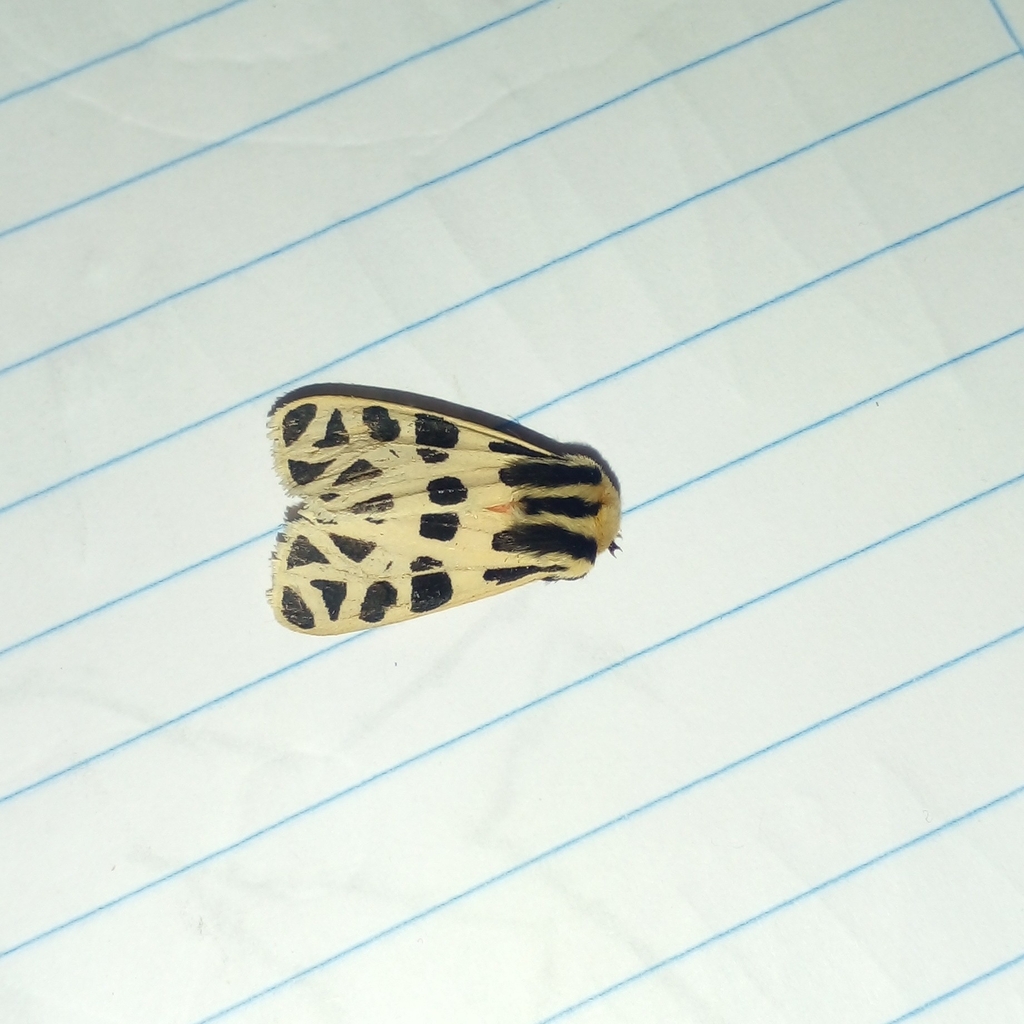 Mexican Tiger Moth from Valle de Santiago, 49900 Tecalitlán, Jal ...