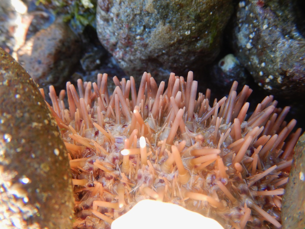 Rose Flower Urchin from Loreto Municipality, BCS, Mexico on January 12 ...