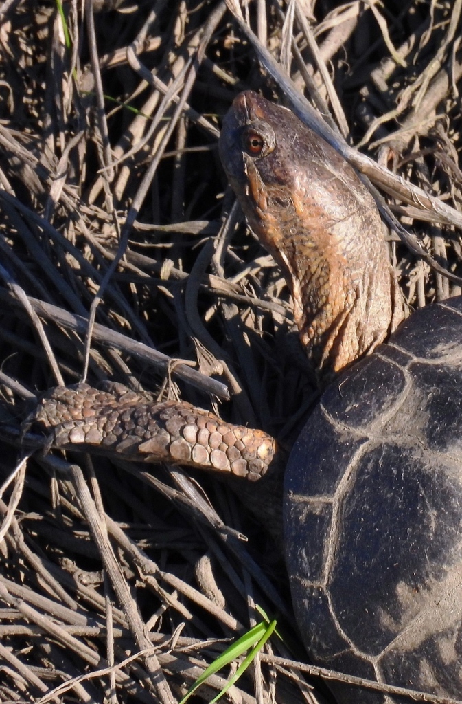 Western Pond Turtle from San Joaquin County, CA, USA on January 18 ...