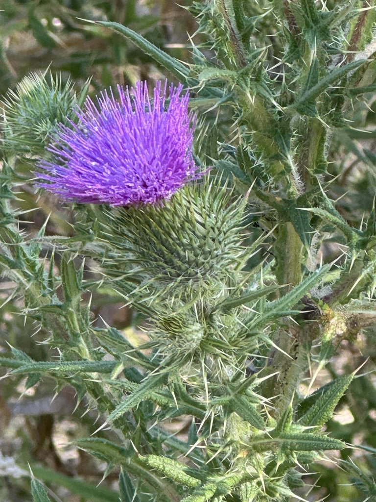 Bull Thistle from Conservation Hill Reserve, Rhyll, VIC, AU on February ...