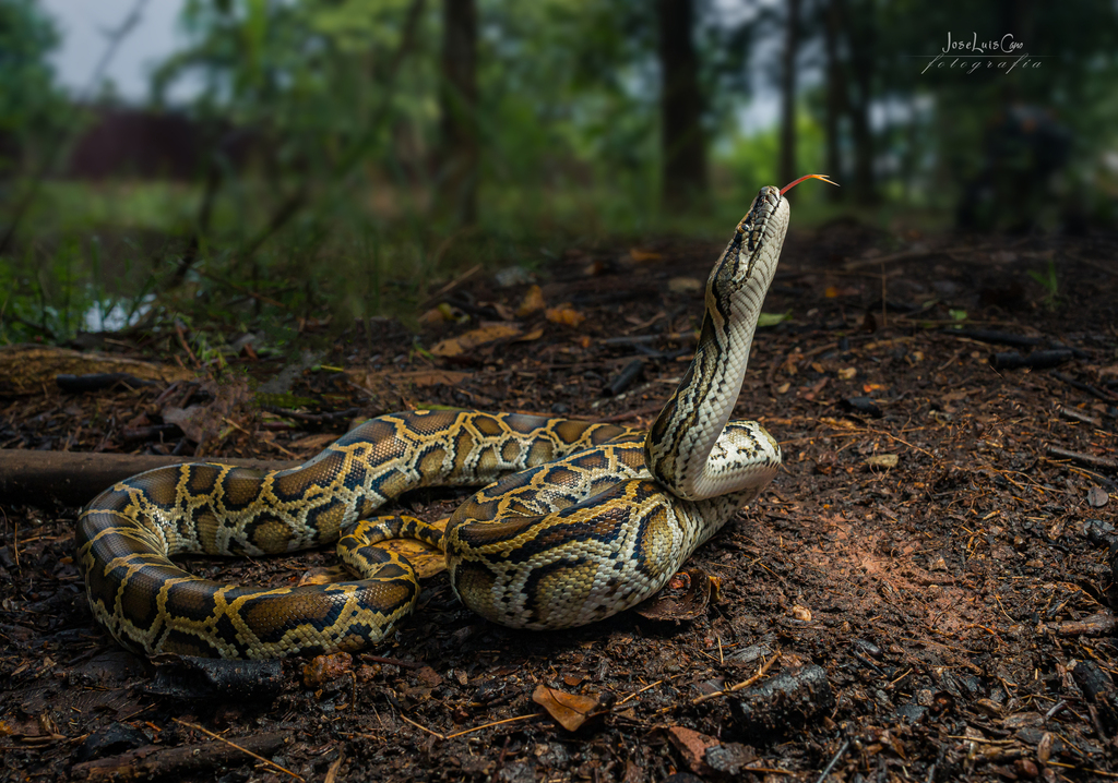 Burmese Python in October 2024 by Jose Luis Cano · iNaturalist