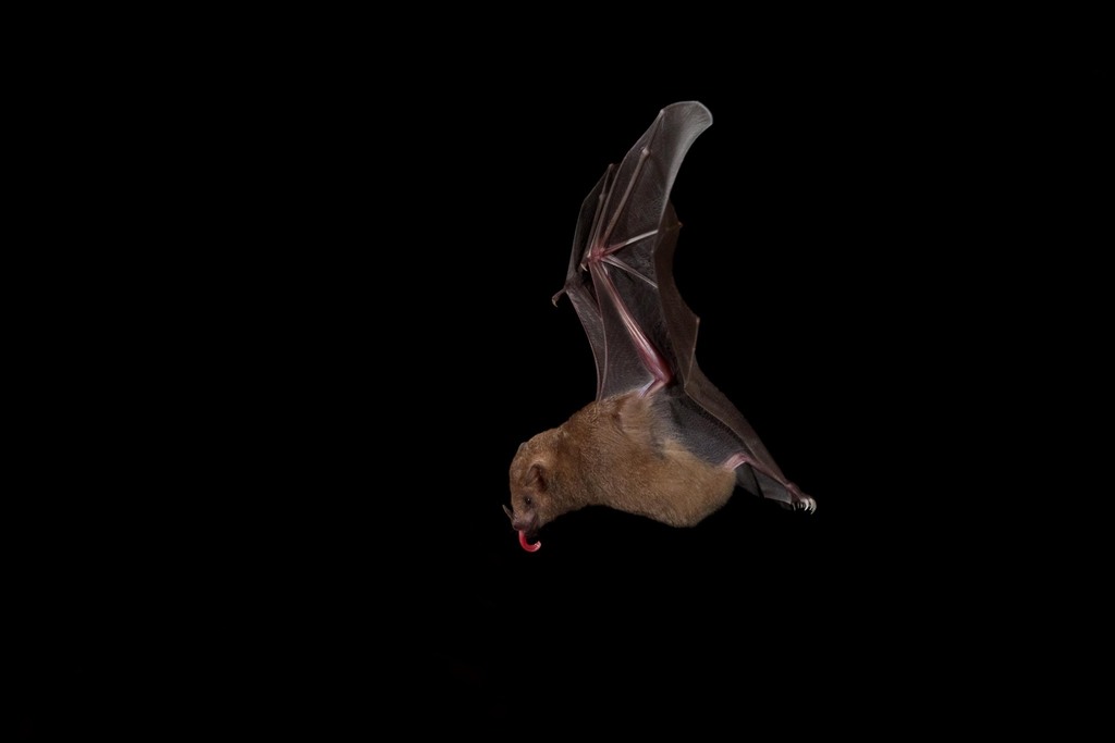 Miller's long-tongued bat (Mammals of Cundinamarca, Colombia ...