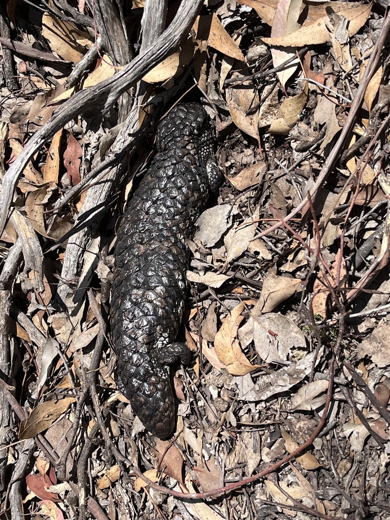 Shingleback from Kalimna Park, Moonlight Flat, VIC, AU on February 6 ...