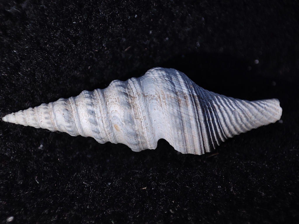 Java Turrid Snail from Ningde, CN-FJ, CN on December 18, 2022 at 04:08 ...