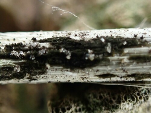 Torula bylinná (Torula herbarum)