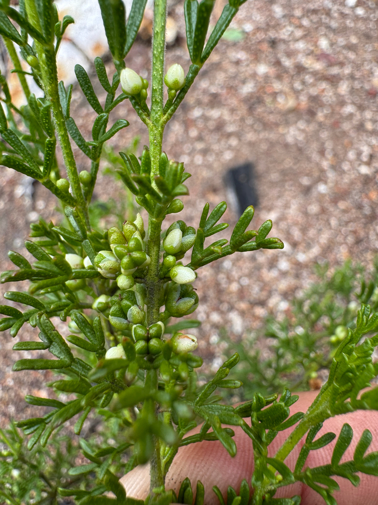 Cyanothamnus occidentalis in February 2025 by brandon_hewitt · iNaturalist
