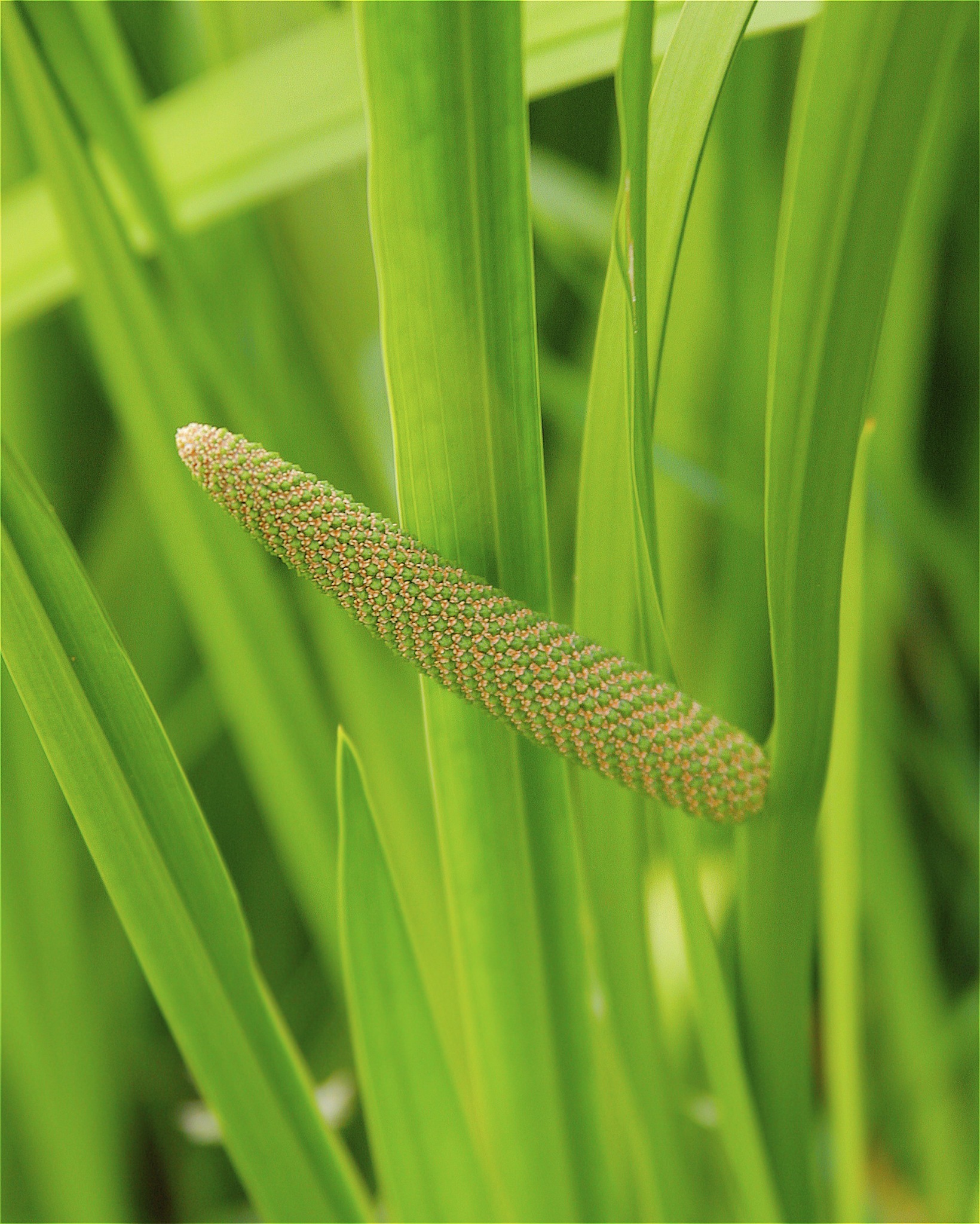 Calamo Clasificacion De Los Seres Vivos
