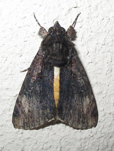Ulotrichopus stertzi · iNaturalist Mexico