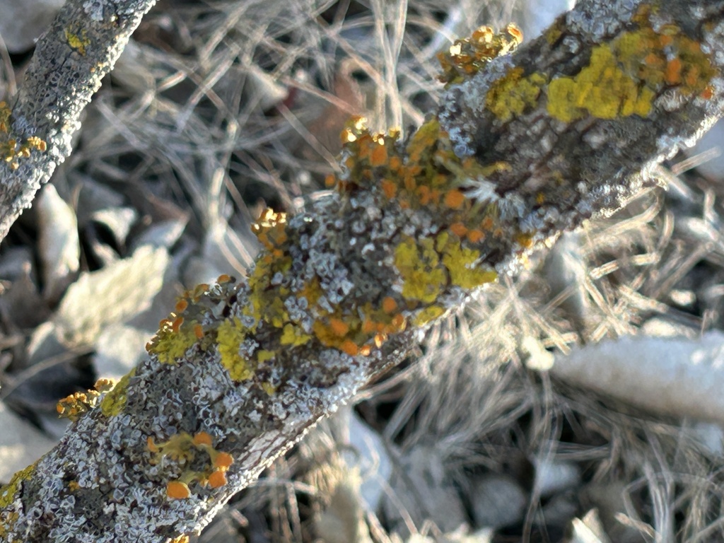 Golden-eye Lichen from Battle Creek, NE, US on February 6, 2025 at 09: ...