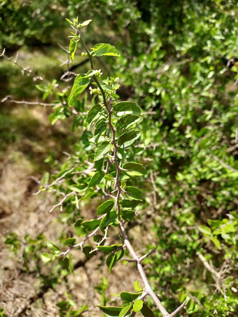 spiny hackberry from n.a76, UY-RN, UY on February 06, 2025 at 10:51 AM ...