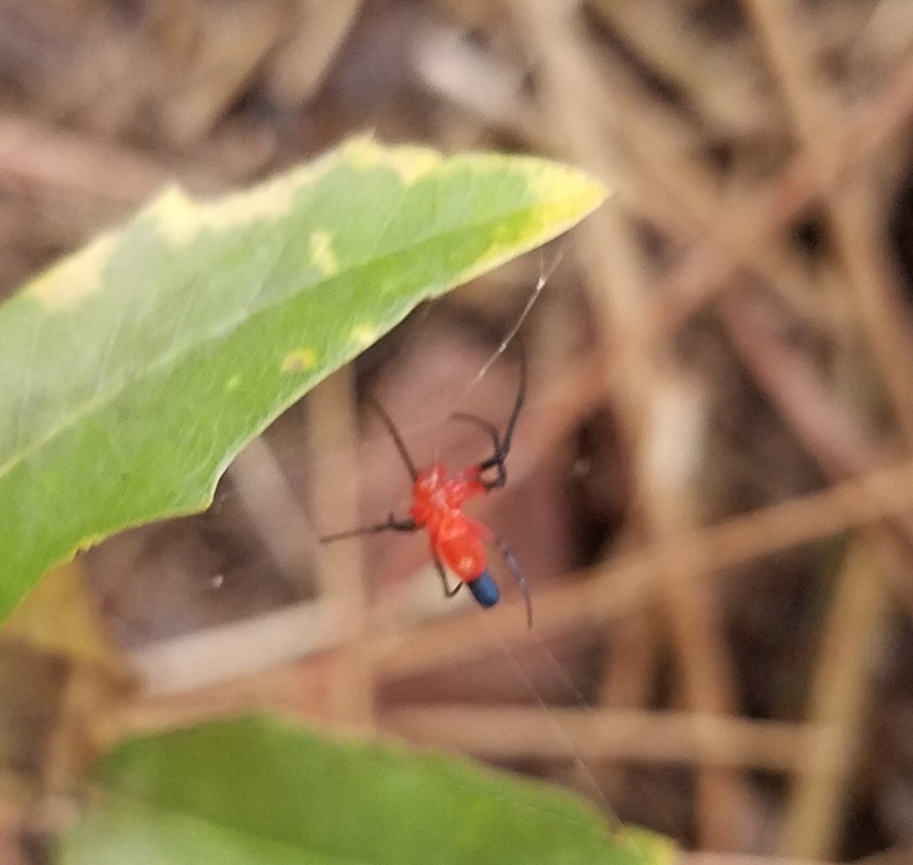 Dominican Spider from Long Pine Key, Florida, USA on July 31, 2019 by ...