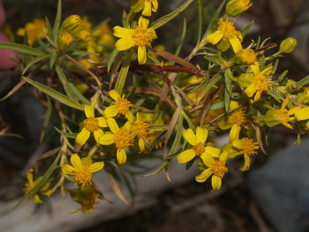 willow ragwort (Flora de la Region Chignahuapan-Zacatlan) · iNaturalist