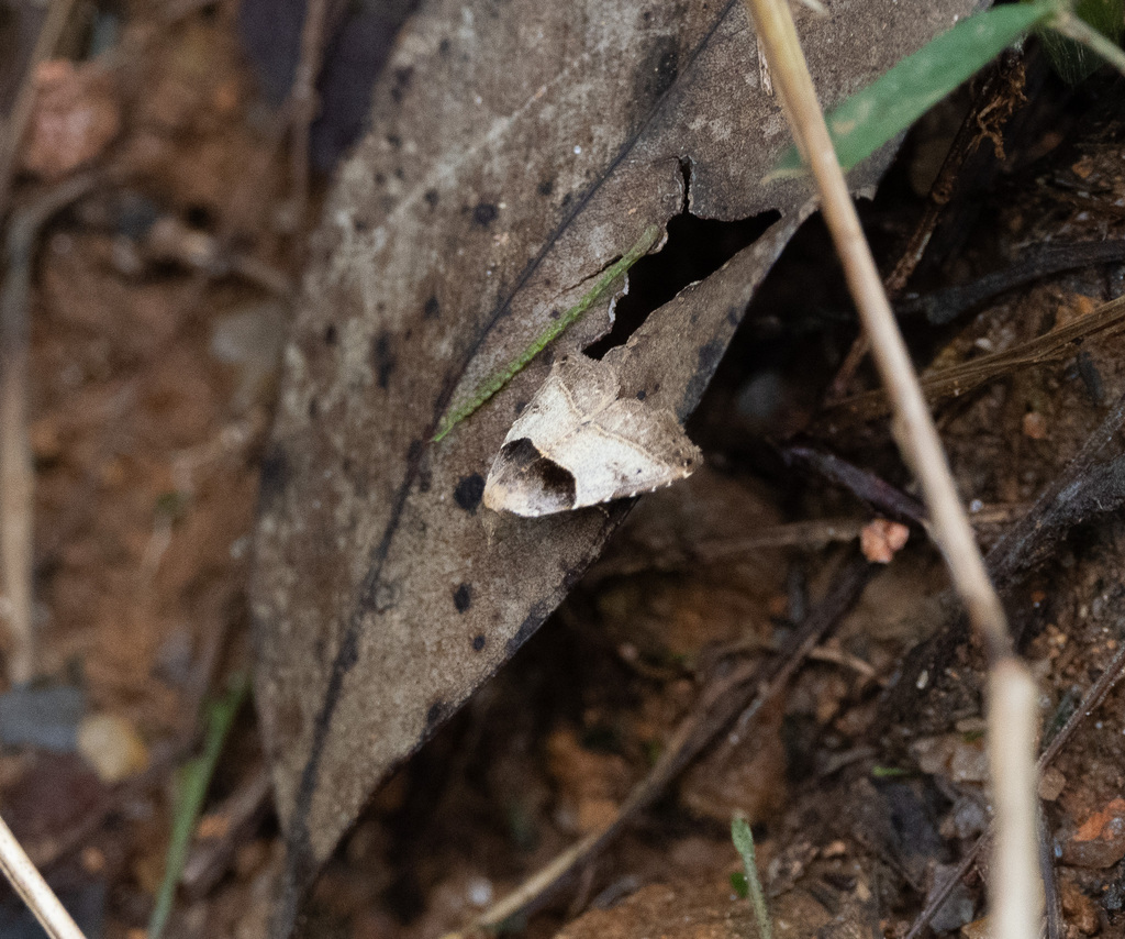 Rivula basalis from Horton Plains, Badullan piirikunta, Sri Lanka on ...