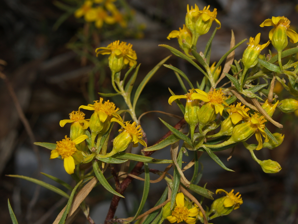 willow ragwort (Flora de la Region Chignahuapan-Zacatlan) · iNaturalist