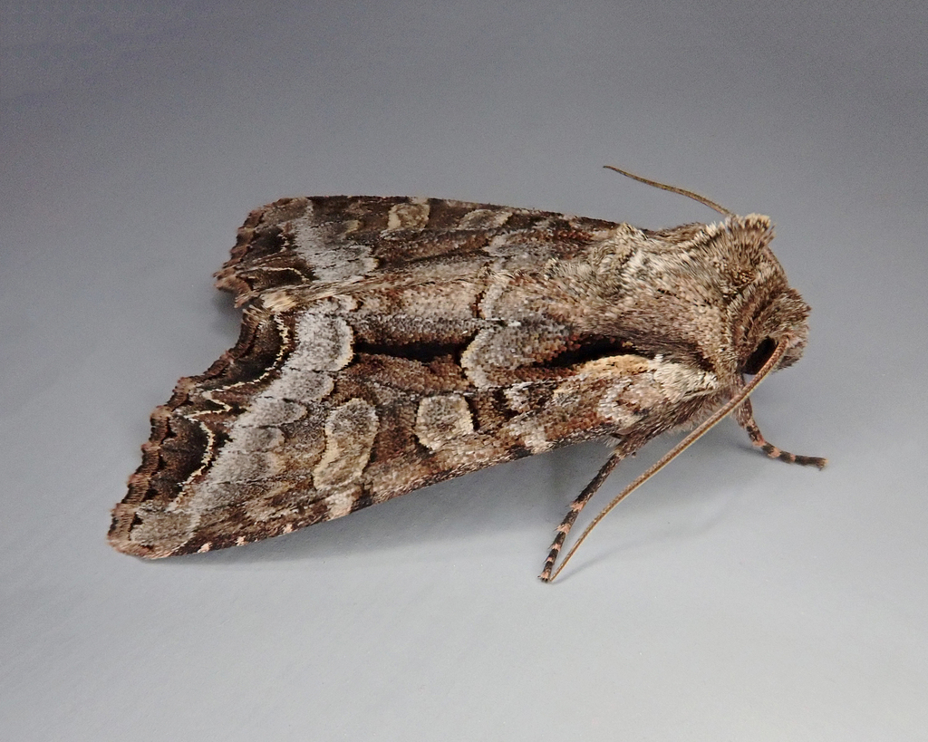 Grand Arches Moth from Salem, NH 03079, USA on June 5, 2021 at 03:26 AM ...