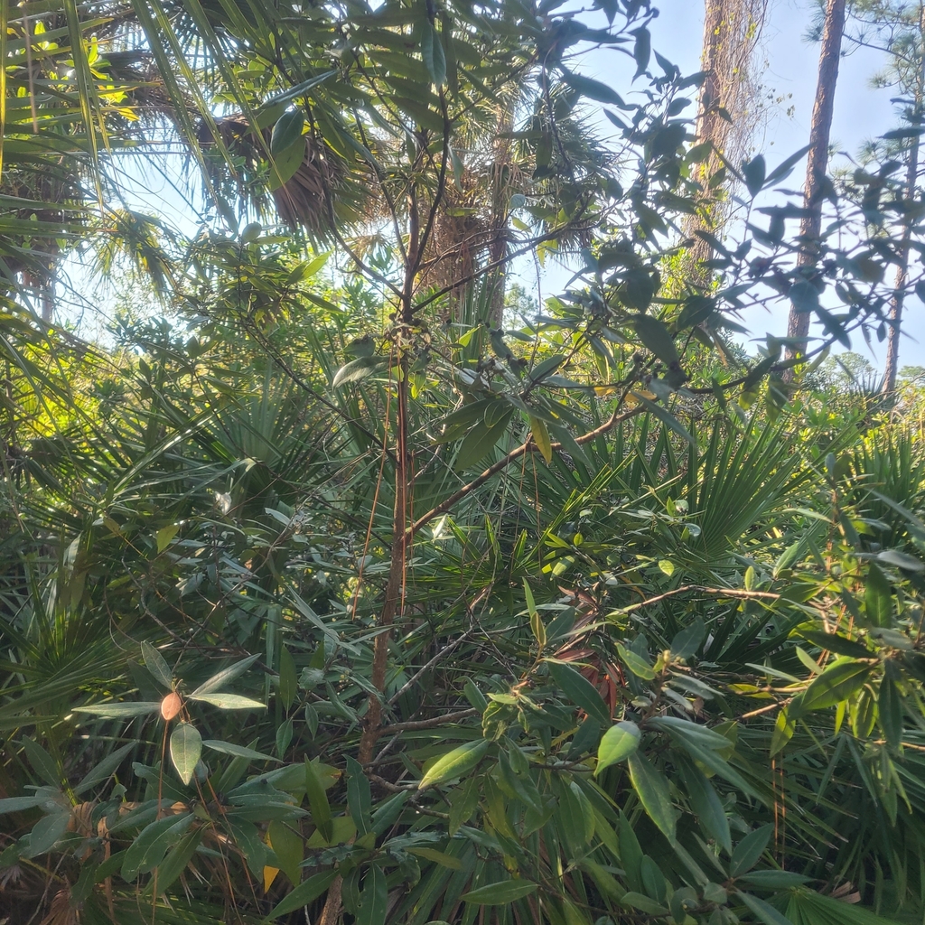 Swamp Bay from Fort Myers, FL 33965, USA on February 6, 2025 at 03:03 ...