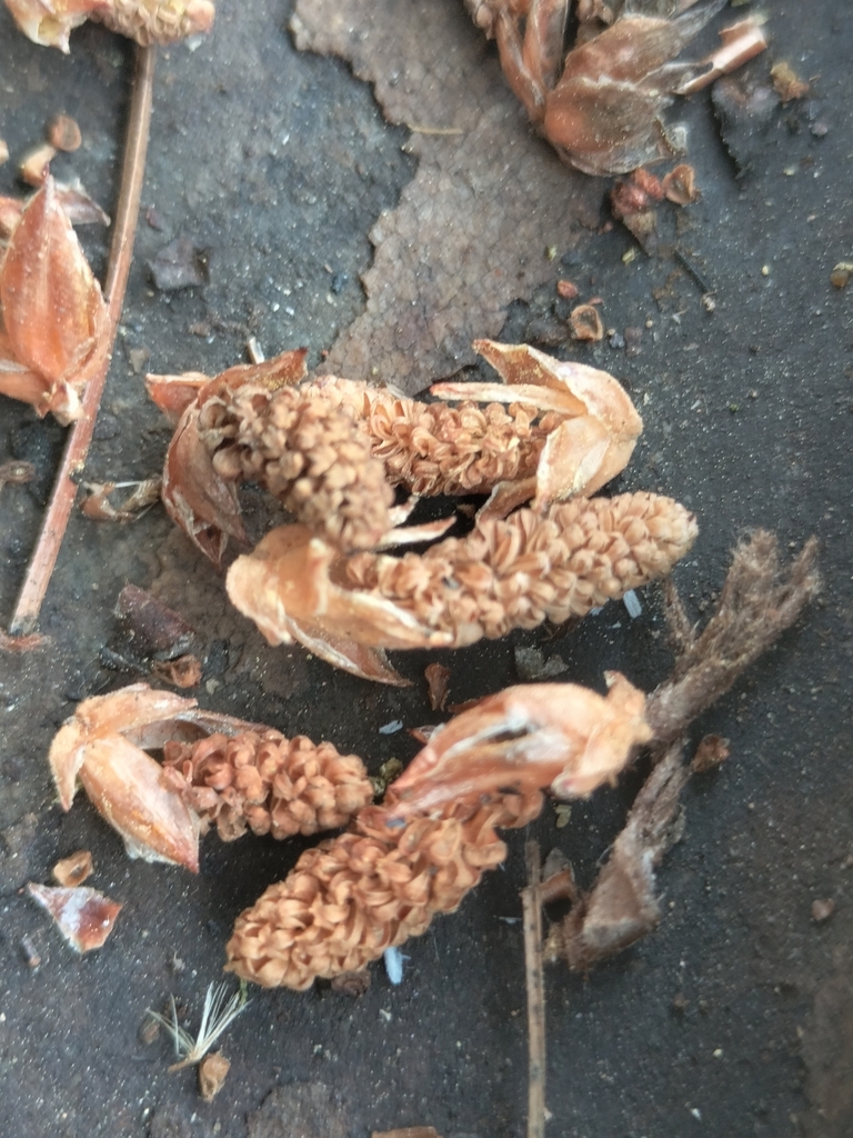 Pinos, ocotes y piñones desde 56874 Méx., México el 06 de junio de 2024 ...