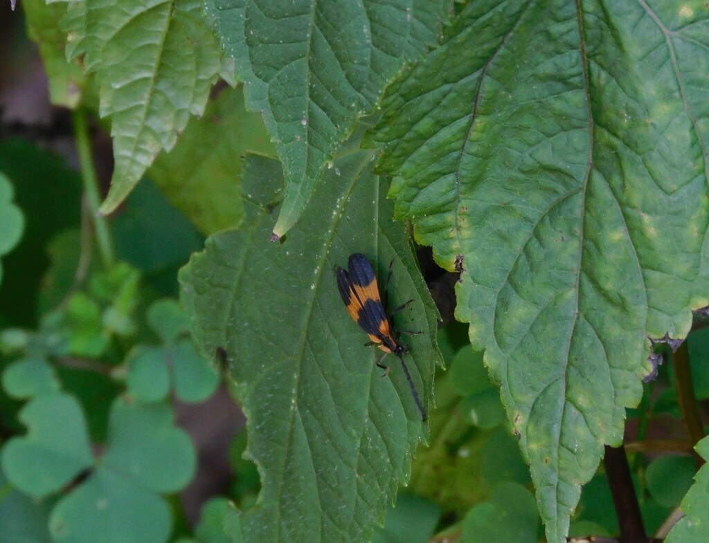 Reticulated Net-winged Beetle from Allegany County, MD, USA on July 27 ...