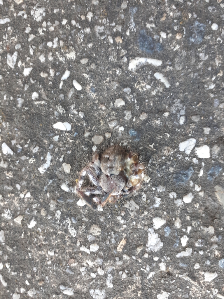 Isopedella from Invermay TAS 7248, Australia on February 06, 2025 at 08 ...