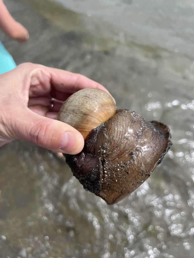 Lewis's Moon Snail from Porpoise Bay, Sechelt, BC, CA on June 08, 2024 ...