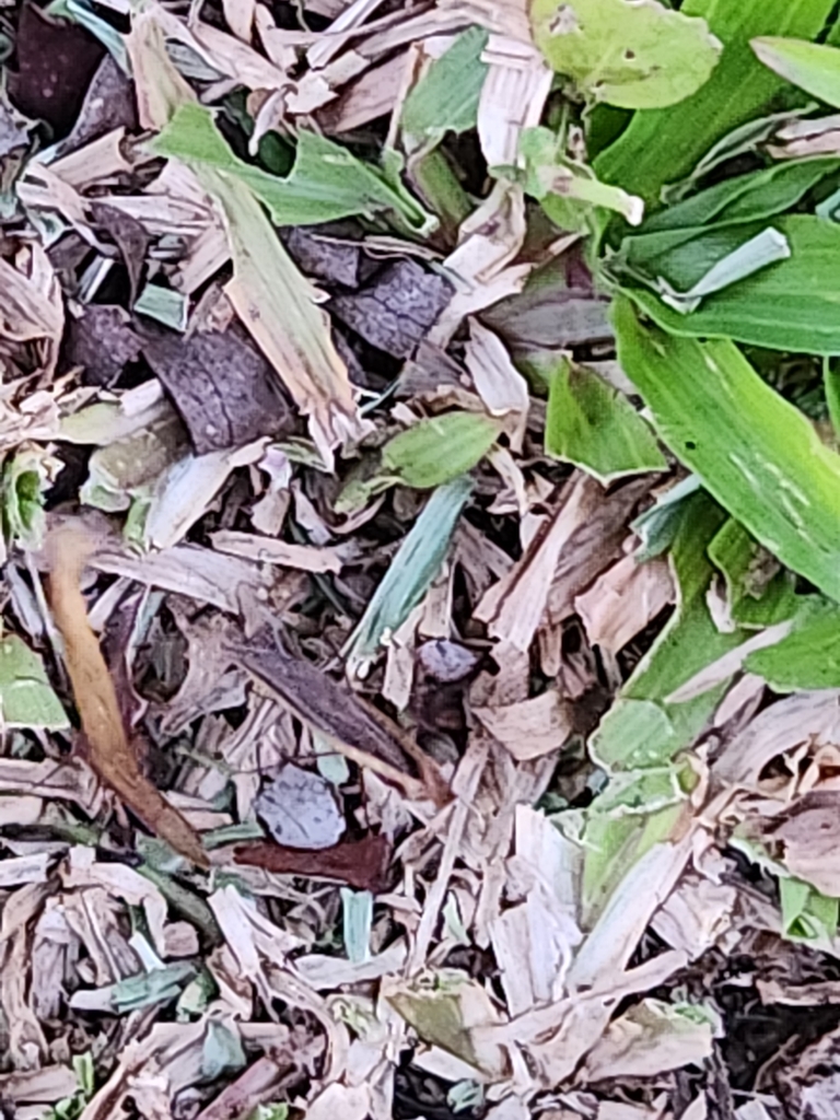 Atta Leaf-cutter Ants from 2PGX+M7X, Alajuela Province, Tambor, Costa ...