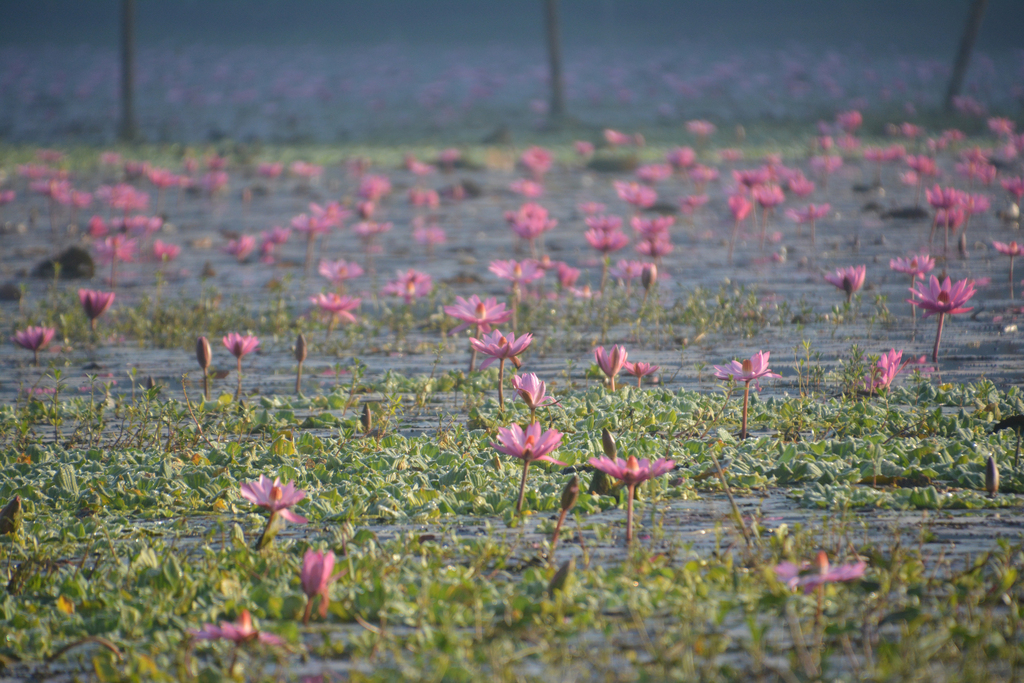Red water lily from Gurda Khedi, Madhya Pradesh 453111, India on January 2, 2025 at 07:59 AM by ...