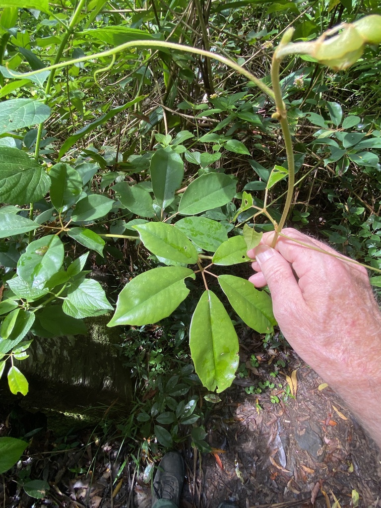 Five-Leaved Water Vine from D’Aguilar National Park , Mount Nebo, QLD ...