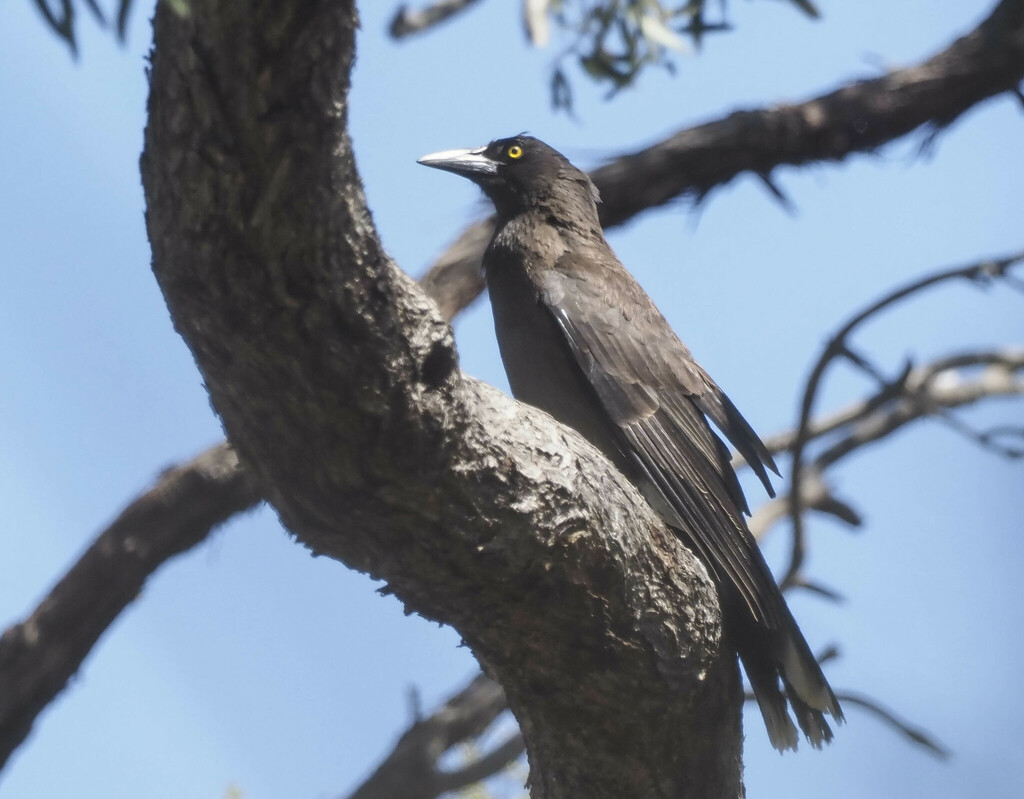Grey Currawong from Bordertown SA 5268, Australia on October 10, 2020 ...