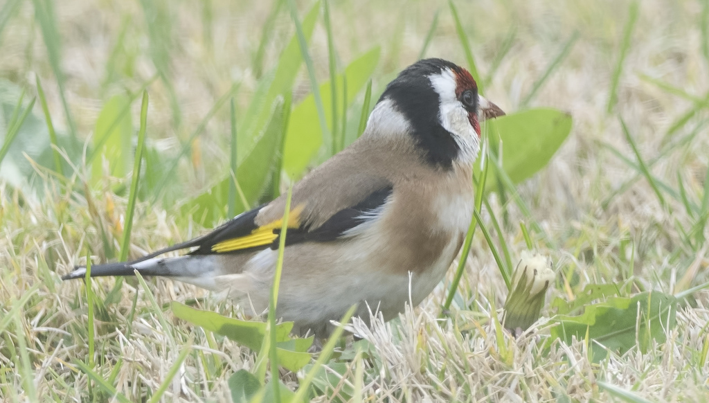 European Goldfinch from Bordertown SA 5268, Australia on August 25 ...