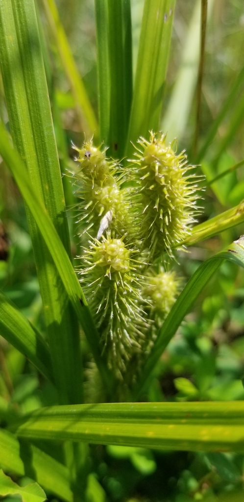 Frank's sedge from Bucyrus, KS 66013, USA on August 1, 2019 at 12:57 PM ...