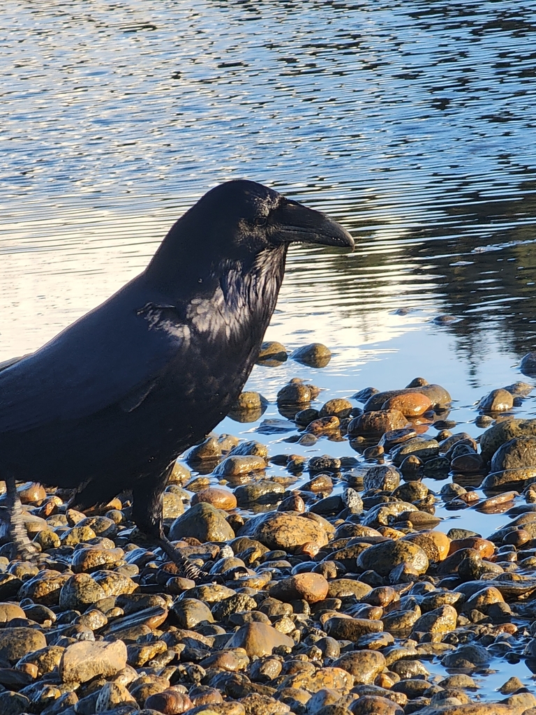 Common Raven from Juneau, AK, USA on February 06, 2025 at 02:51 PM by ...