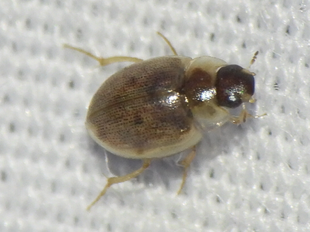 Laccobius from Harmony Hills, Fort Worth, TX, USA on February 6, 2025 ...