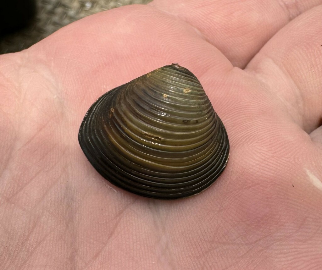 Corbicula from Conecuh River near Florida state line, Escambia County ...
