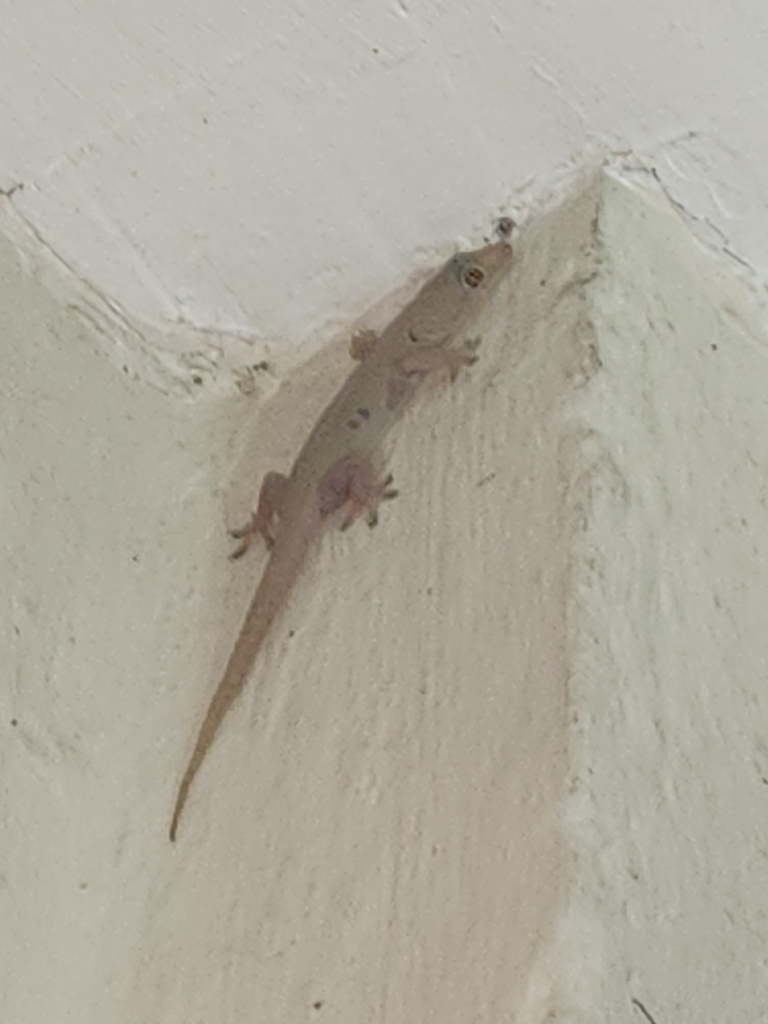 House Geckos from 2PGX+M7X, Alajuela Province, Tambor, Costa Rica on ...