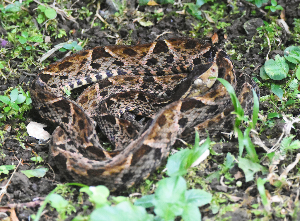Terciopelo from Centro Manu, Limón Province, Jiménez, Costa Rica on ...
