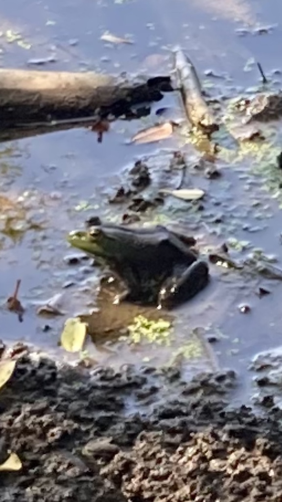 American Bullfrog from Union Bay Natural Area, Seattle, WA, US on ...