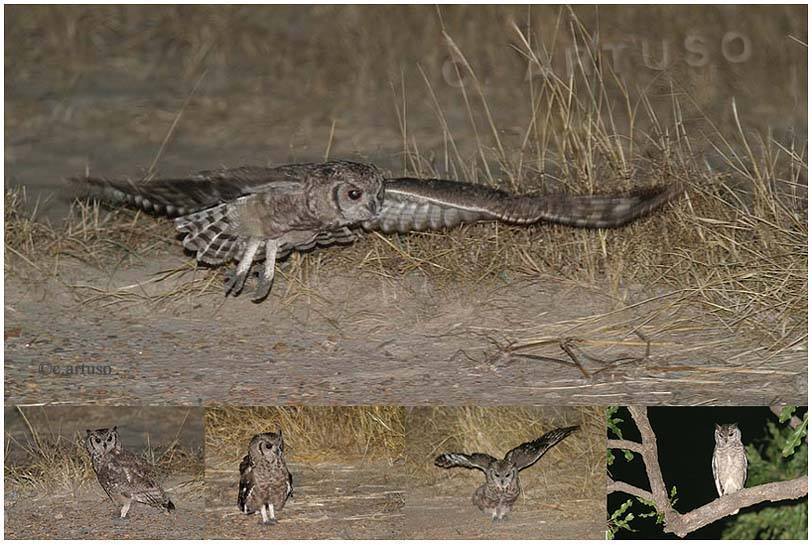 Grayish Eagle-Owl from Waza National Park, Logone-Et-Chari, Extreme ...