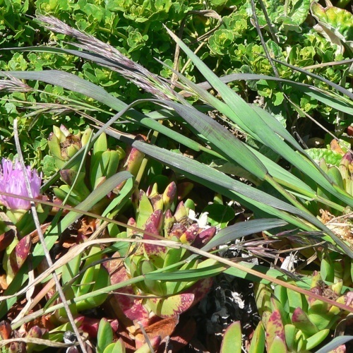 seaside brome (Variety Bromus sitchensis maritimus) · iNaturalist