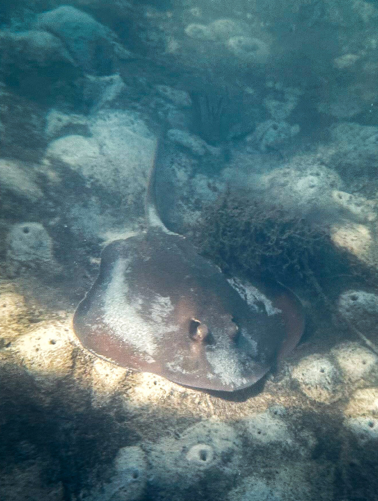 Common Stingaree from Ku-ring-gai Chase National Park, Ku-Ring-Gai ...