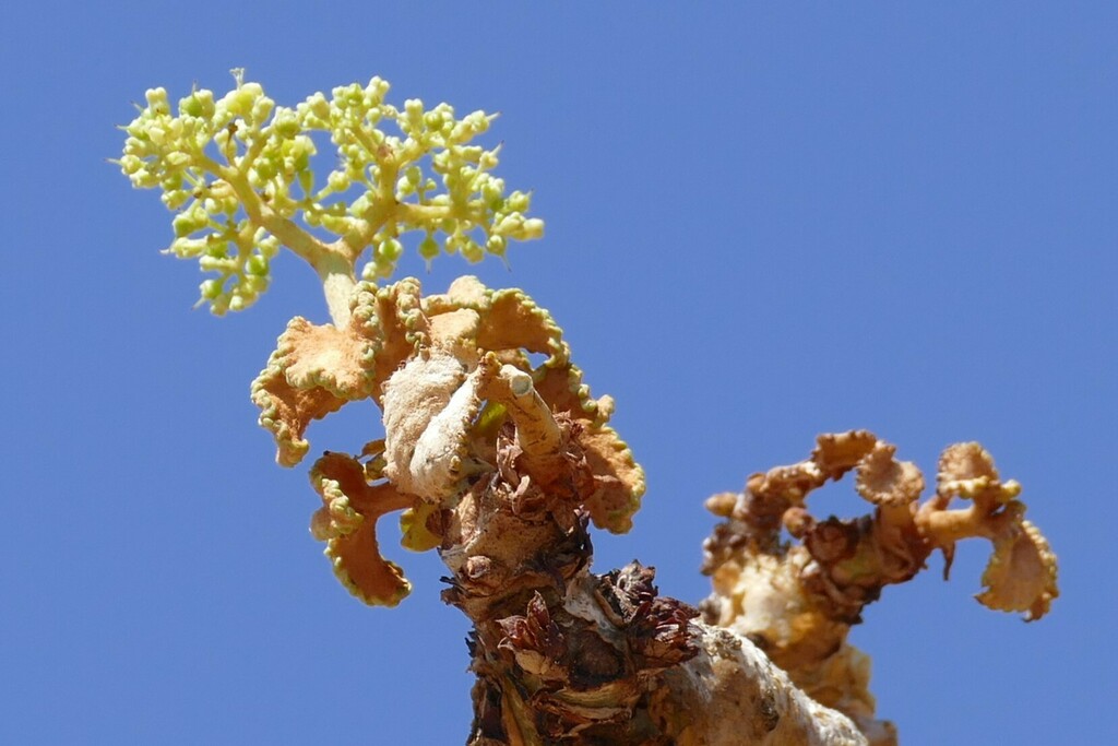 Cobas Tree (Cyphostemma currorii) - Botanical Realm
