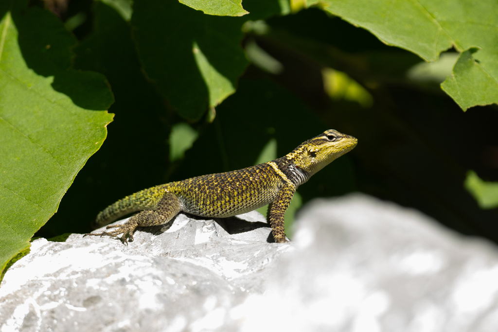 Noble Spiny Lizard in November 2024 by Darío Cantú · iNaturalist