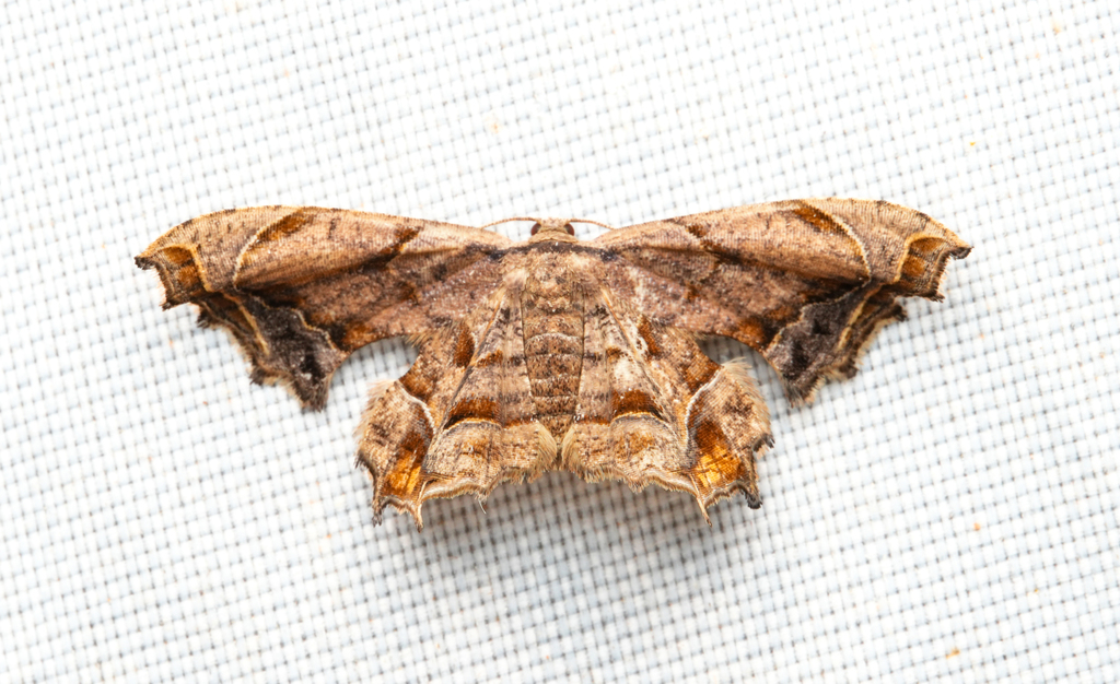 Epiplema from 中国云南省西双版纳傣族自治州勐海县 on June 09, 2024 at 10:20 PM by Simba ...