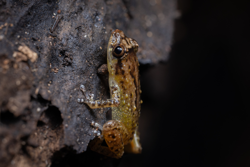 Dink Frogs in February 2025 by infinity2024 · iNaturalist
